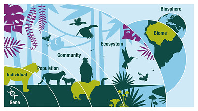 7.2 Biodiversity and Conservation - Interactive Biology Textbook for ...