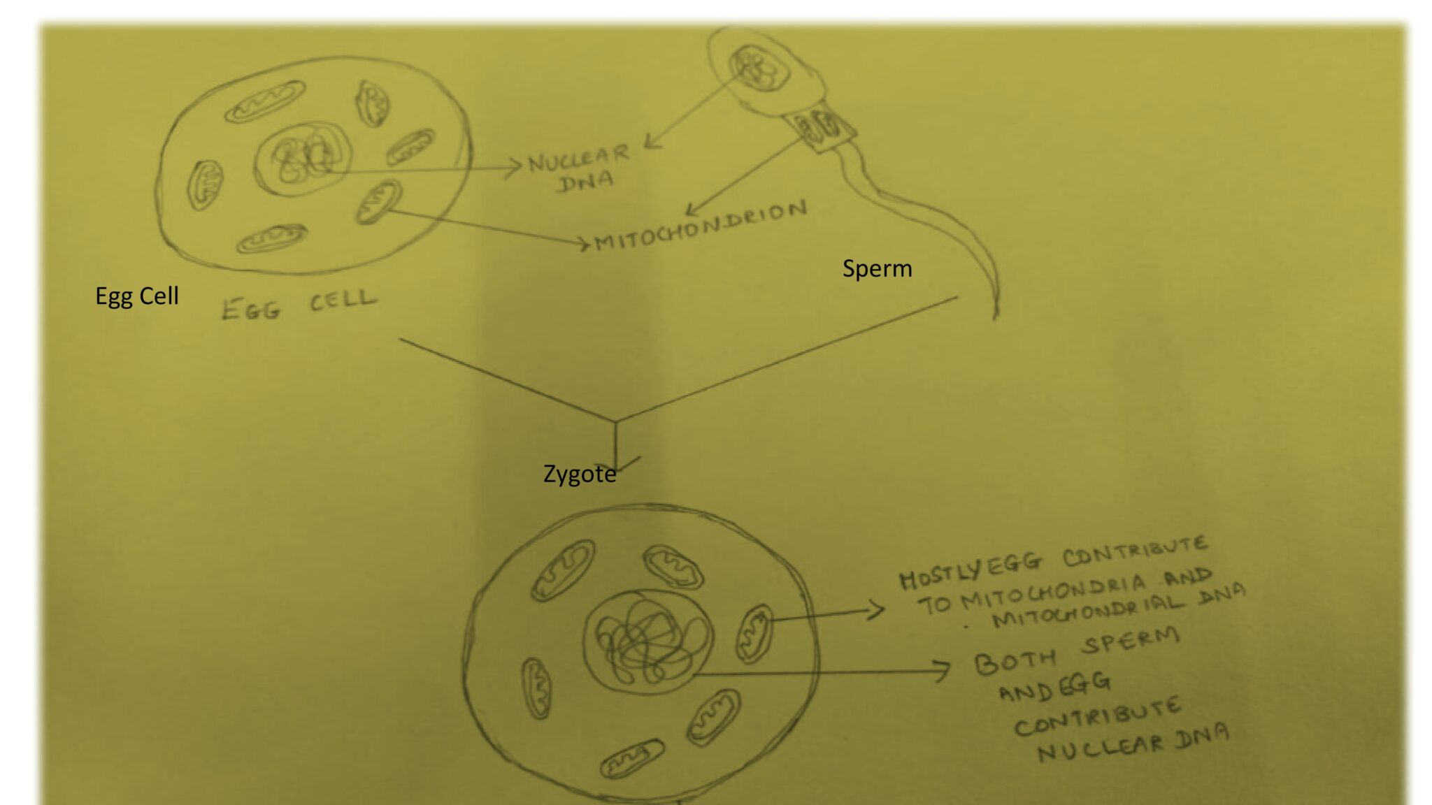 Mitochondrial Inheritance Mitochondrial Inheritance
