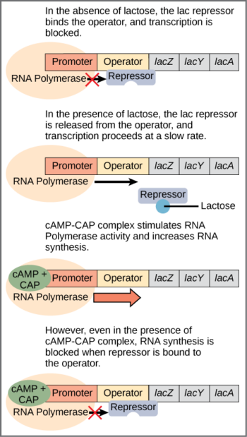 Prokaryotic gene regulation- Lac Operon - Understanding Gene Regulation ...